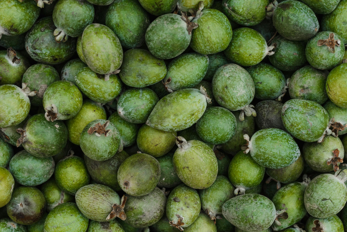 Feiolix® Feijoa – Drink Evva Limited